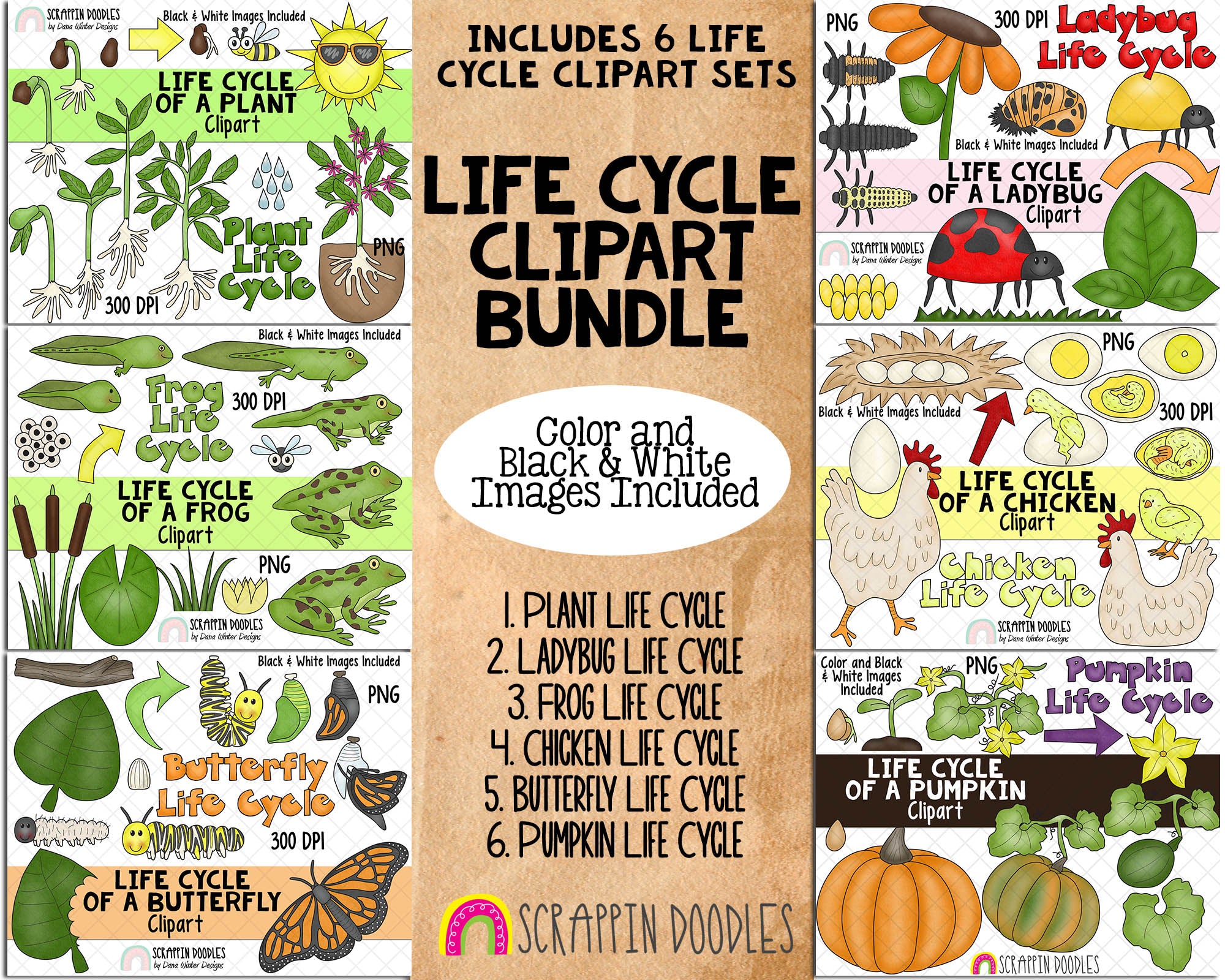 Butterfly Life Cycle Black And White Clip Art