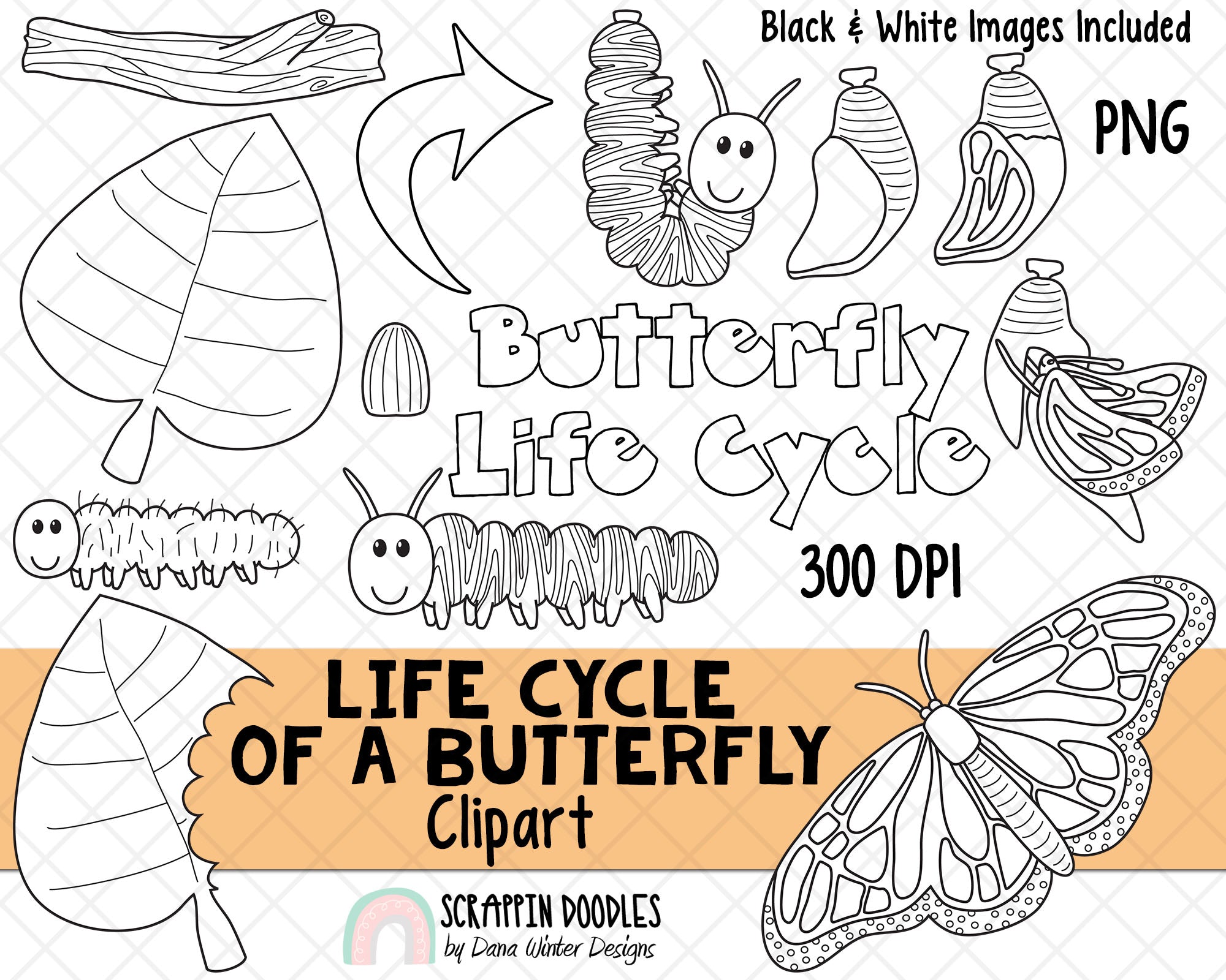 Life Cycle Clip Art - Butterfly Life Cycle Clip Art - Chrysalis ClipAr ...