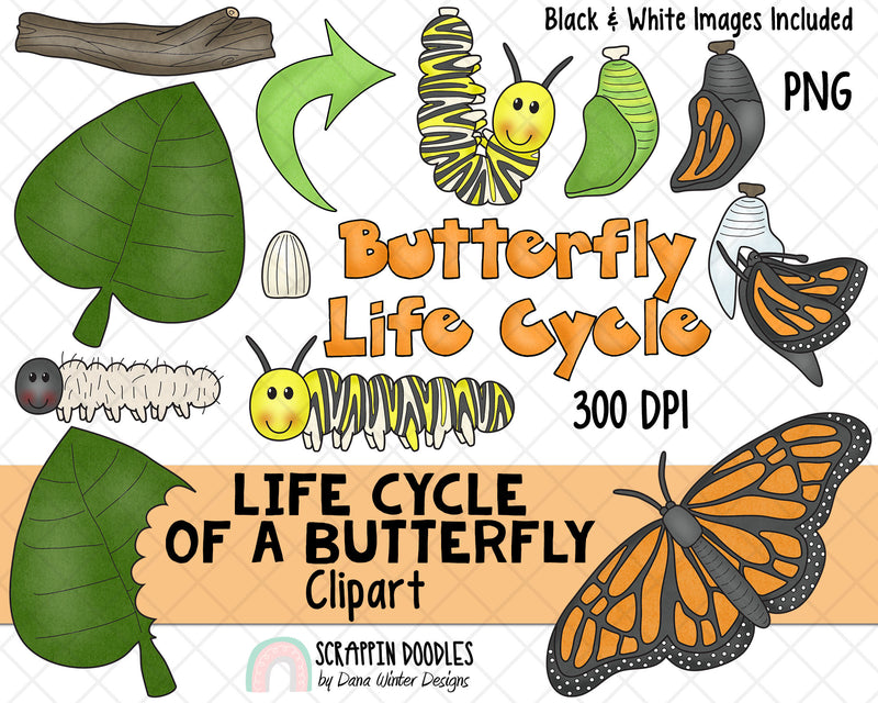 Butterfly Life Cycle Black And White Clip Art