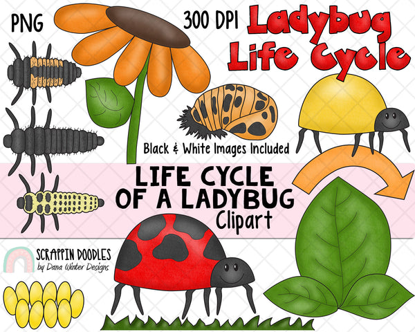 Life Cycle ClipArt Bundle – Scrappin Doodles