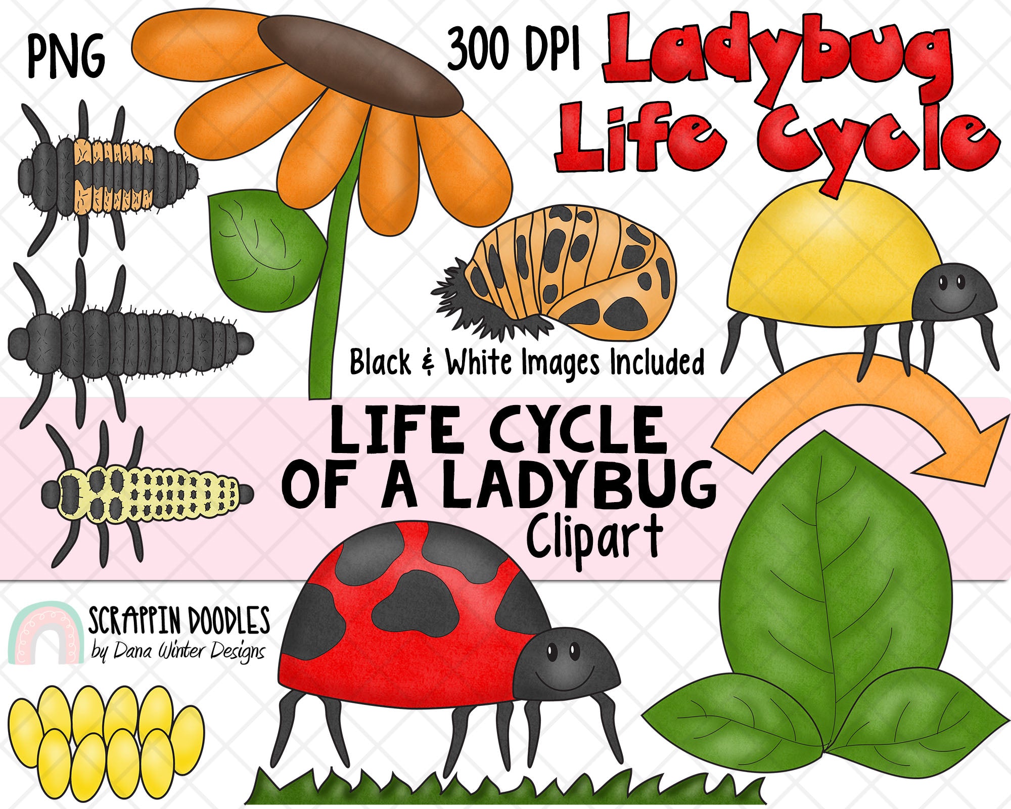 Life Cycle ClipArt Bundle – Scrappin Doodles