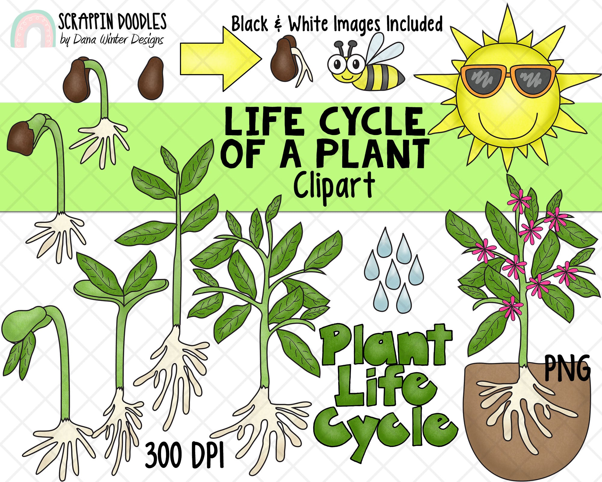 Life Cycle ClipArt Bundle – Scrappin Doodles