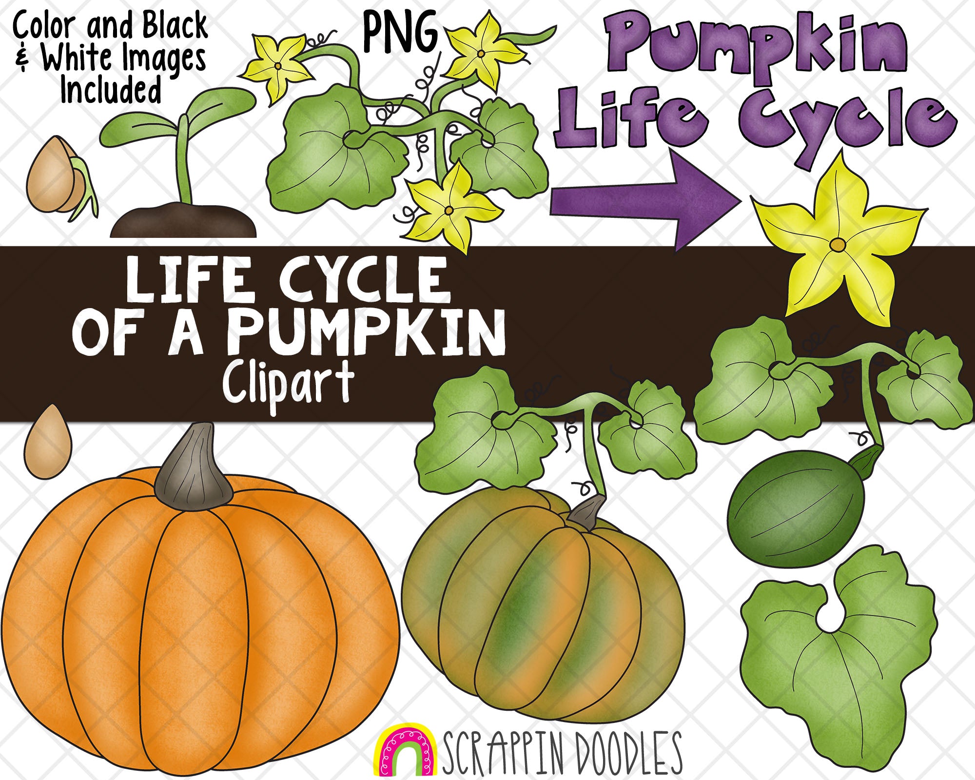 Life Cycle Clip Art - Pumpkin Life Cycle Clip Art - Squash Life Cycle ...